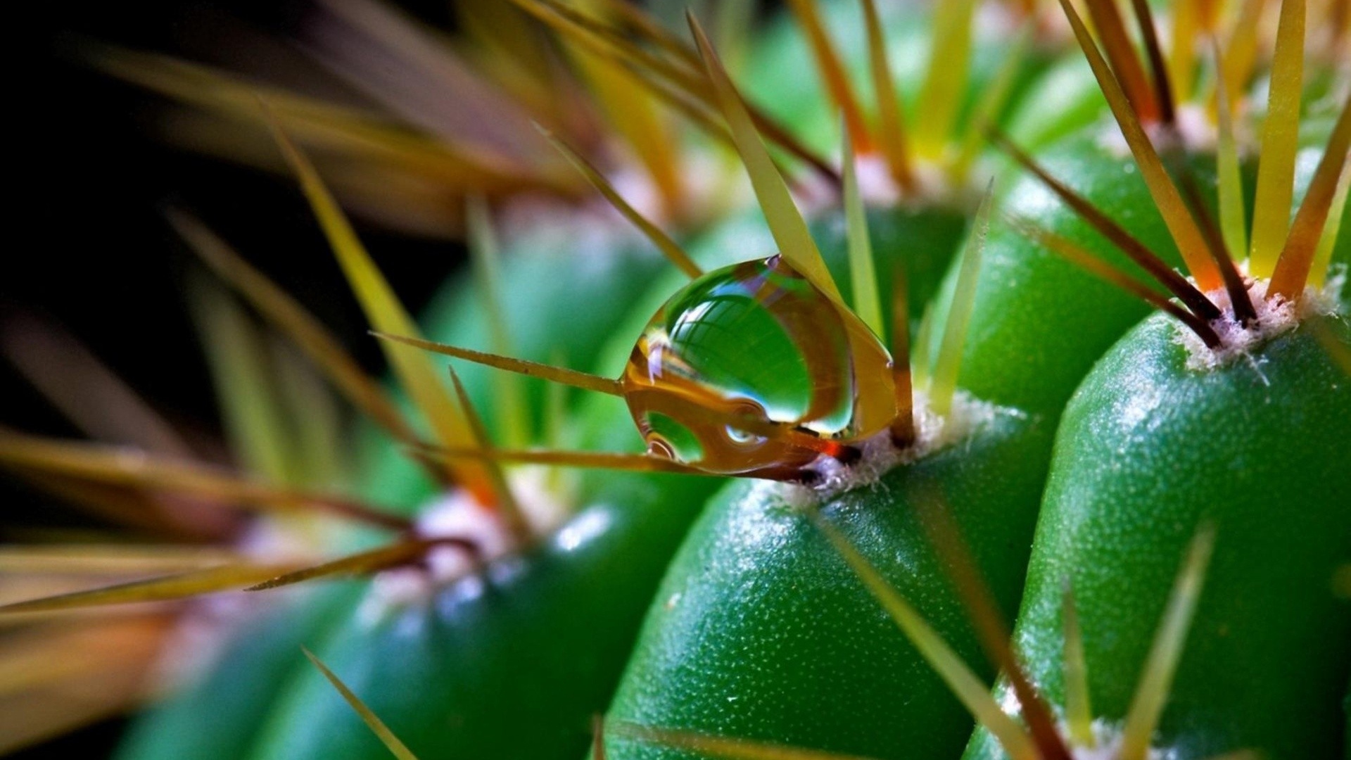 Cactus-based plastic created in Mexico