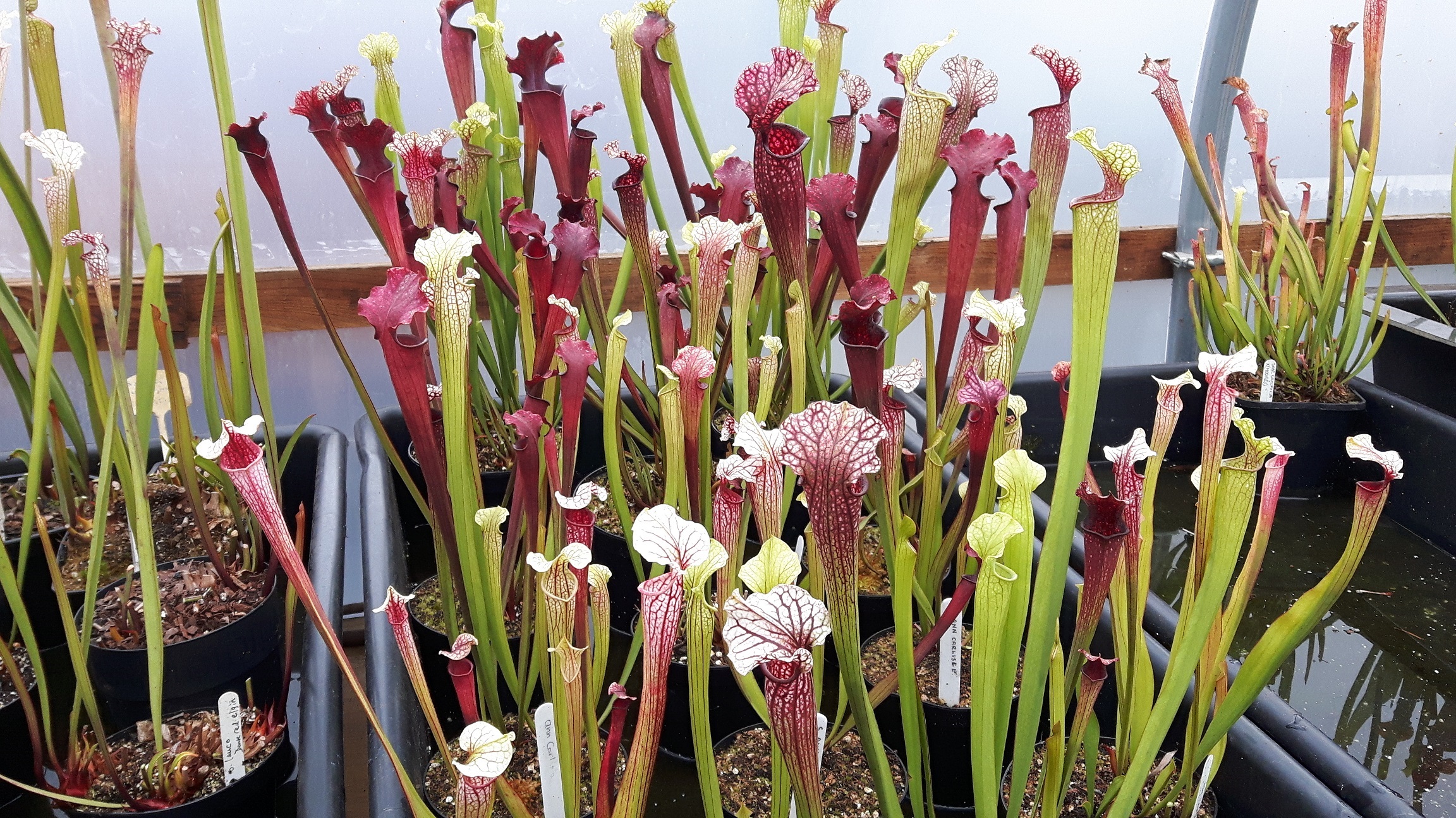 Bon appetit: carnivorous plants can consume vertebrate animals