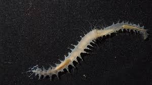 Meet the Loudest Worm on Earth