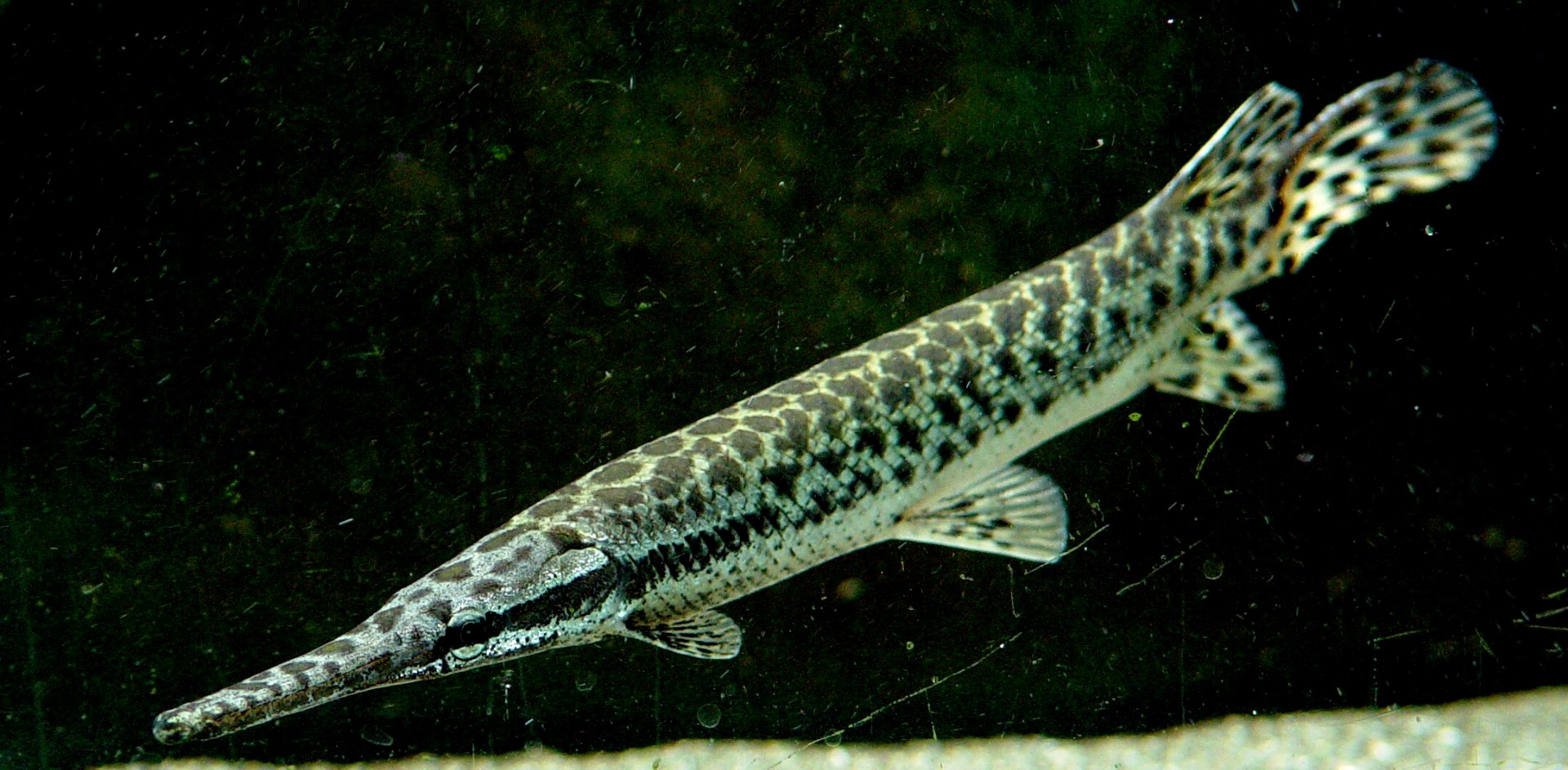 Ancient garfish might hold the key to limb regeneration