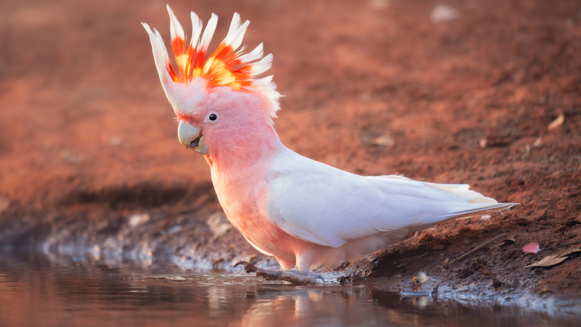 Scientists discover further evidence of the intelligence of cockatoo's